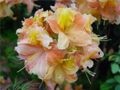 How to grow ericaceous plants - Ashwood Nurseries