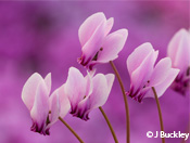 How to grow cyclamen in the garden - Ashwood Nurseries
