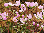 Hepaticas in the garden - Ashwood Nurseries