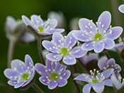 Hepaticas in the garden - Ashwood Nurseries