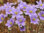 Hepaticas in the garden - Ashwood Nurseries