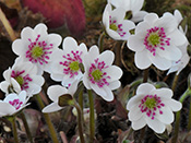 Hepaticas in the garden - Ashwood Nurseries