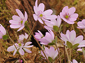 Hepaticas in the garden - Ashwood Nurseries